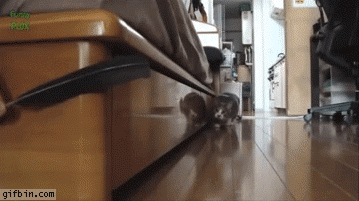 Sneaky Cat Stalks A Feather | Best Funny Gifs Updated Daily