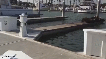 Dog Chases Seals Off Dock | Best Funny Gifs Updated Daily