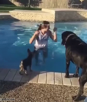 Small Dog Jumps On Larger Dog In The Swimming Pool | Best Funny Gifs ...