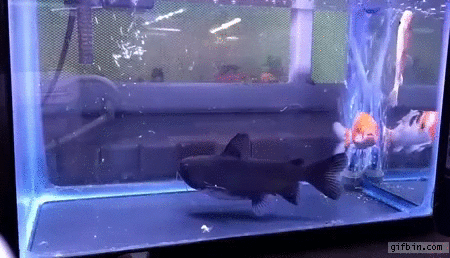 Gulper Catfish Eats Tank Mate | Best Funny Gifs Updated Daily