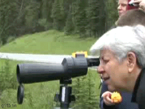 Crasher Squirrel | Best Funny Gifs Updated Daily