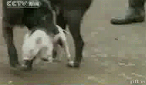Dog Carrying Piglet | Best Funny Gifs Updated Daily