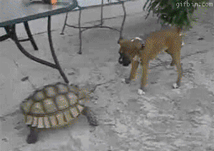 Tortoise Chasing Dog | Best Funny Gifs Updated Daily