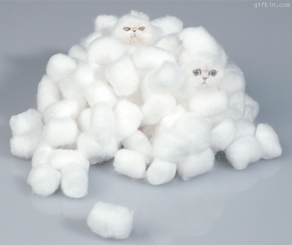 Cotton Wool Kittens | Best Funny Gifs Updated Daily