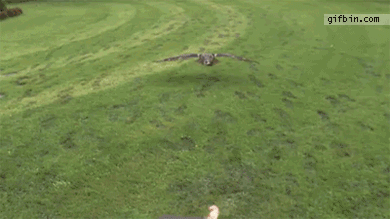 Eagle Hawk In Slo-mo | Best Funny Gifs Updated Daily