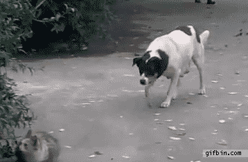 Sneaky Dog Vs. Cat | Best Funny Gifs Updated Daily