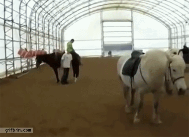 Jumping On Horse Fail | Best Funny Gifs Updated Daily