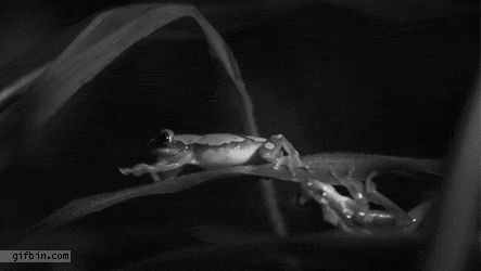 Frog Gets A Kick In The Face | Best Funny Gifs Updated Daily