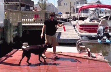 Dog Catching Toy Fail | Best Funny Gifs Updated Daily