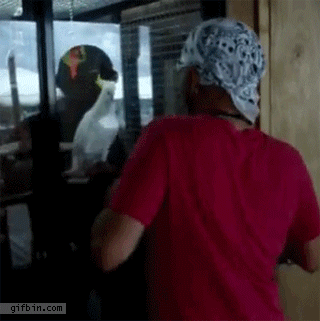 Cockatoo Imitates Dancing Man | Best Funny Gifs Updated Daily