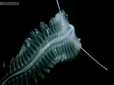 Deep Sea Alien Worm - Tomopteris | Best Funny Gifs Updated Daily