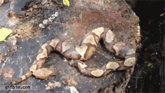 Decapitated Snake Bites Itself | Best Funny Gifs Updated Daily