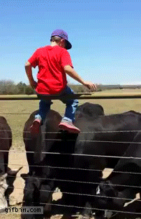 Kid Bull Riding Fail | Best Funny Gifs Updated Daily