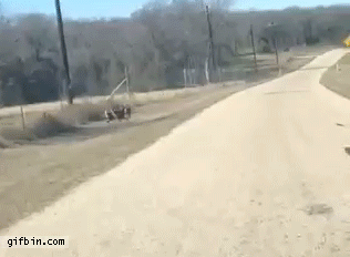 Deer Runs Into Fence | Best Funny Gifs Updated Daily