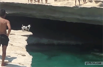 Dog Jumps Off Cliff With Divers | Best Funny Gifs Updated Daily