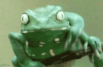 Frog Scratching | Best Funny Gifs Updated Daily