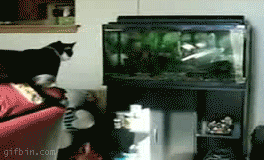 Cat Vs. Fish Tank | Best Funny Gifs Updated Daily