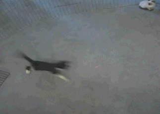 Cat Running Around In A Circle | Best Funny Gifs Updated Daily