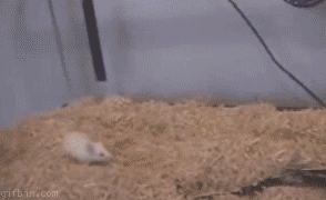 Snake Vs. Mouse | Best Funny Gifs Updated Daily