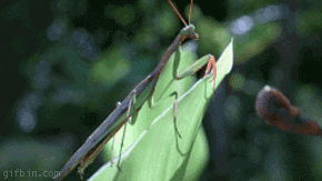 Lizard Catches Mantis | Best Funny Gifs Updated Daily
