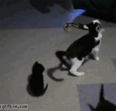 Cat Bends Backwards | Best Funny Gifs Updated Daily