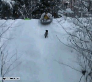 Dog Gets Hit By Sled | Best Funny Gifs Updated Daily