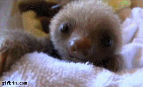 Cute Baby Sloths | Best Funny Gifs Updated Daily