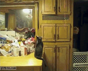 Cat Gets Balloons From The Ceiling | Best Funny Gifs Updated Daily