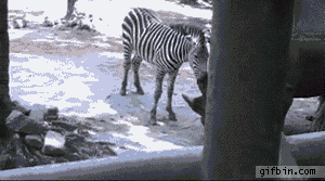 Zebra Bites Rhino's Horn | Best Funny Gifs Updated Daily