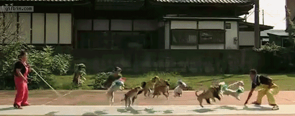 Guinness World Record - 13 Dogs Jumping Rope | Best Funny Gifs Updated ...