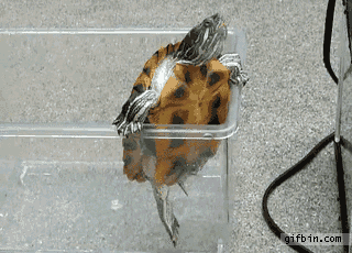Turtle Escape Fail | Best Funny Gifs Updated Daily