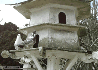 Pigeon Chase | Best Funny Gifs Updated Daily