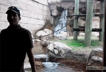 Zoo Gibbon Attacks Man | Best Funny Gifs Updated Daily