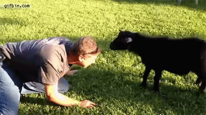Goat Headbutt Fail | Best Funny Gifs Updated Daily