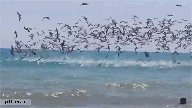 Pelicans Dive-bomb In The Water | Best Funny Gifs Updated Daily
