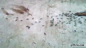 Ants Work Together To Drag Worm | Best Funny Gifs Updated Daily