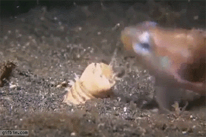 Marine Worm Grabs Fish | Best Funny Gifs Updated Daily