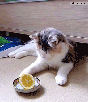 Cat Vs. Lemon | Best Funny Gifs Updated Daily