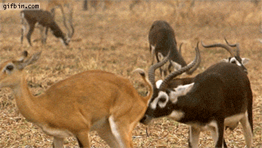 Antelope Butt Smell Reaction | Best Funny Gifs Updated Daily