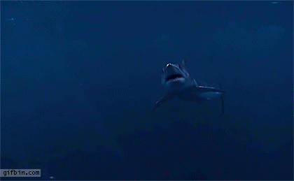 Shark Bite | Best Funny Gifs Updated Daily
