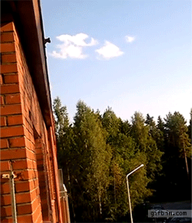 Squirrel Makes Huge Jump From Roof To Tree | Best Funny Gifs Updated Daily