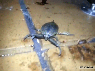 Bug Attack | Best Funny Gifs Updated Daily