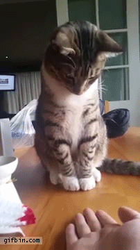 Cat's Reaction To Hand | Best Funny Gifs Updated Daily