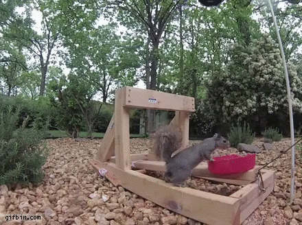 Squirrel Launched By Catapult | Best Funny Gifs Updated Daily