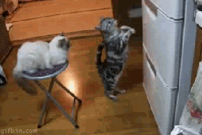 Cats Vs. Fridge | Best Funny Gifs Updated Daily