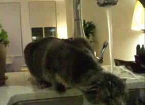 Cat Showering In The Sink | Best Funny Gifs Updated Daily