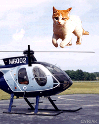 Cat On Helicopter | Best Funny Gifs Updated Daily