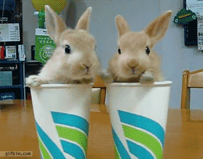 Bunnies In Paper Cups | Best Funny Gifs Updated Daily