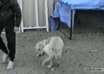Dog Takes Leg For A Walk | Best Funny Gifs Updated Daily