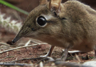 Elephant Shrew Om Nom Nom | Best Funny Gifs Updated Daily